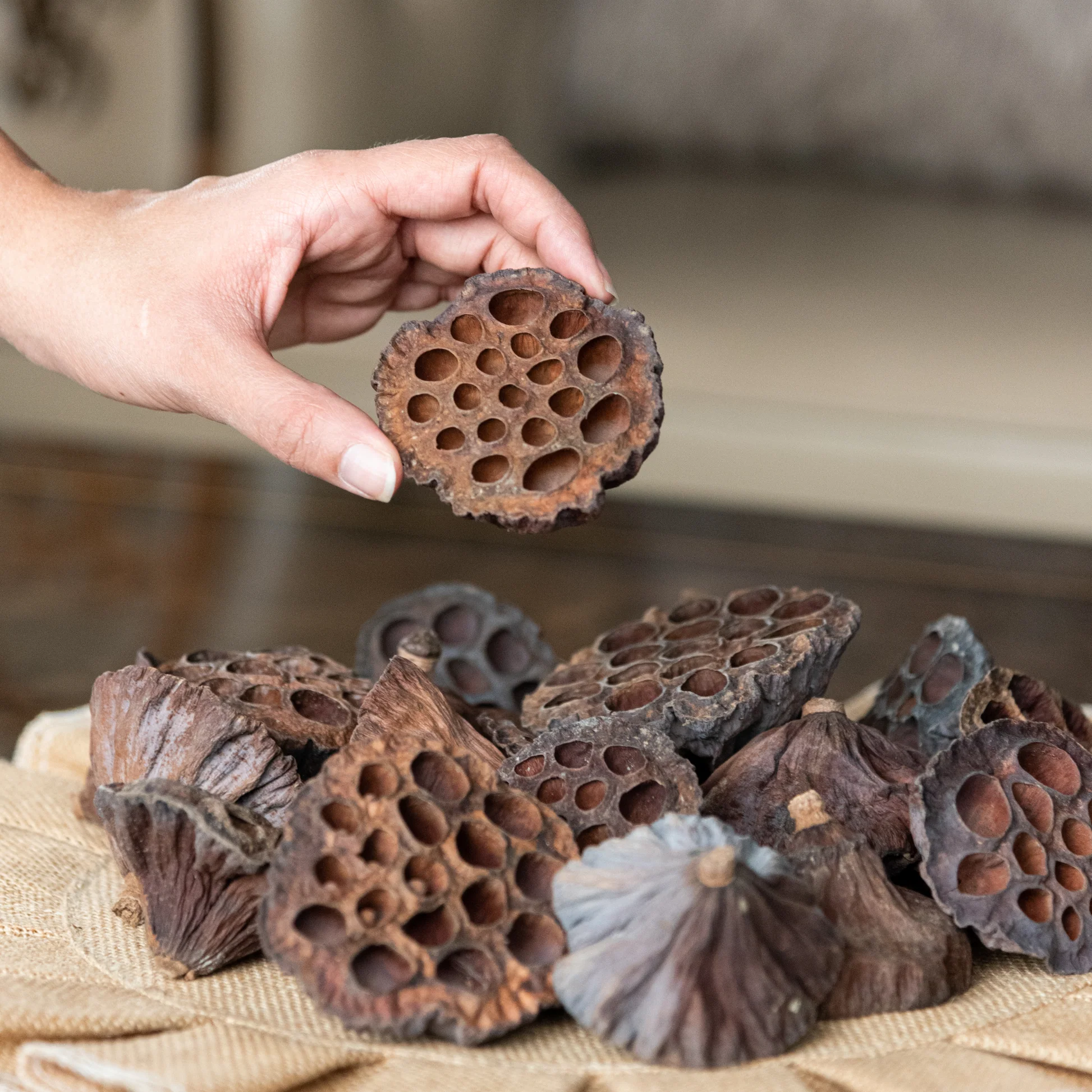 Buy Floral Pods Only - Star Anise Pods Deco - Bulk Floral Pods